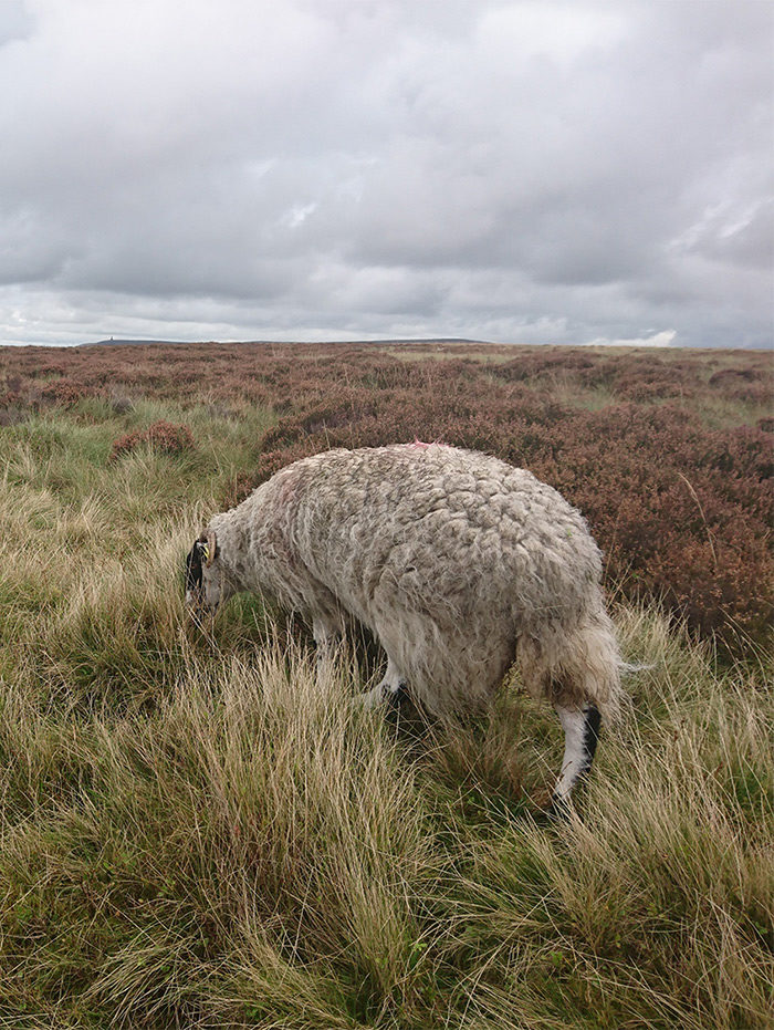 Brinscall to Great Hill - Walking in the Lancashire Moors