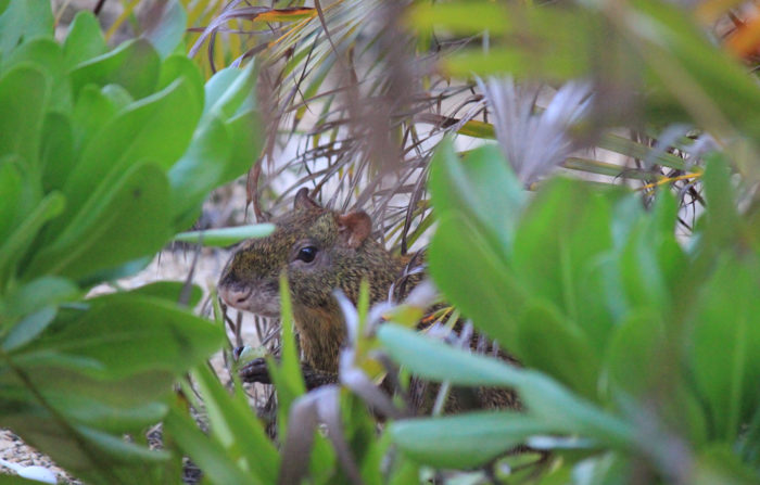 TRAVEL | Wildlife Spotted at The TRS Yucatan, Maya Riviera, Mexico