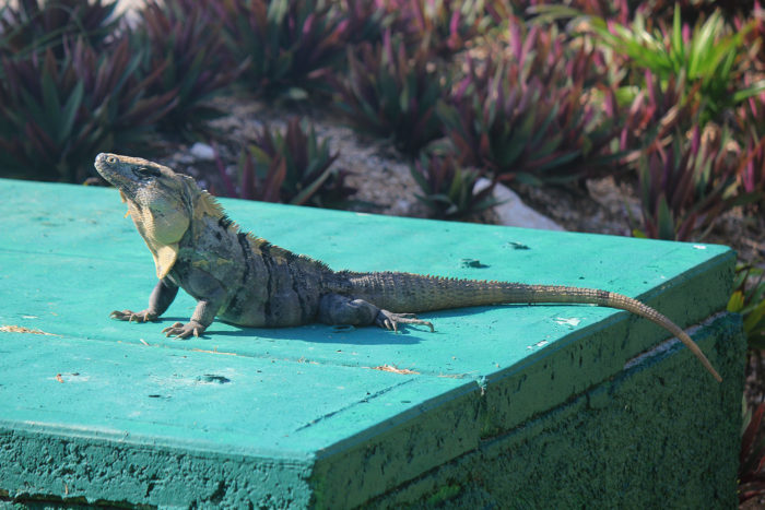 TRAVEL | Wildlife Spotted at The TRS Yucatan, Maya Riviera, Mexico