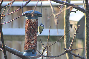 NEWS | Join In With The RSPB Big Garden Birdwatch 2019