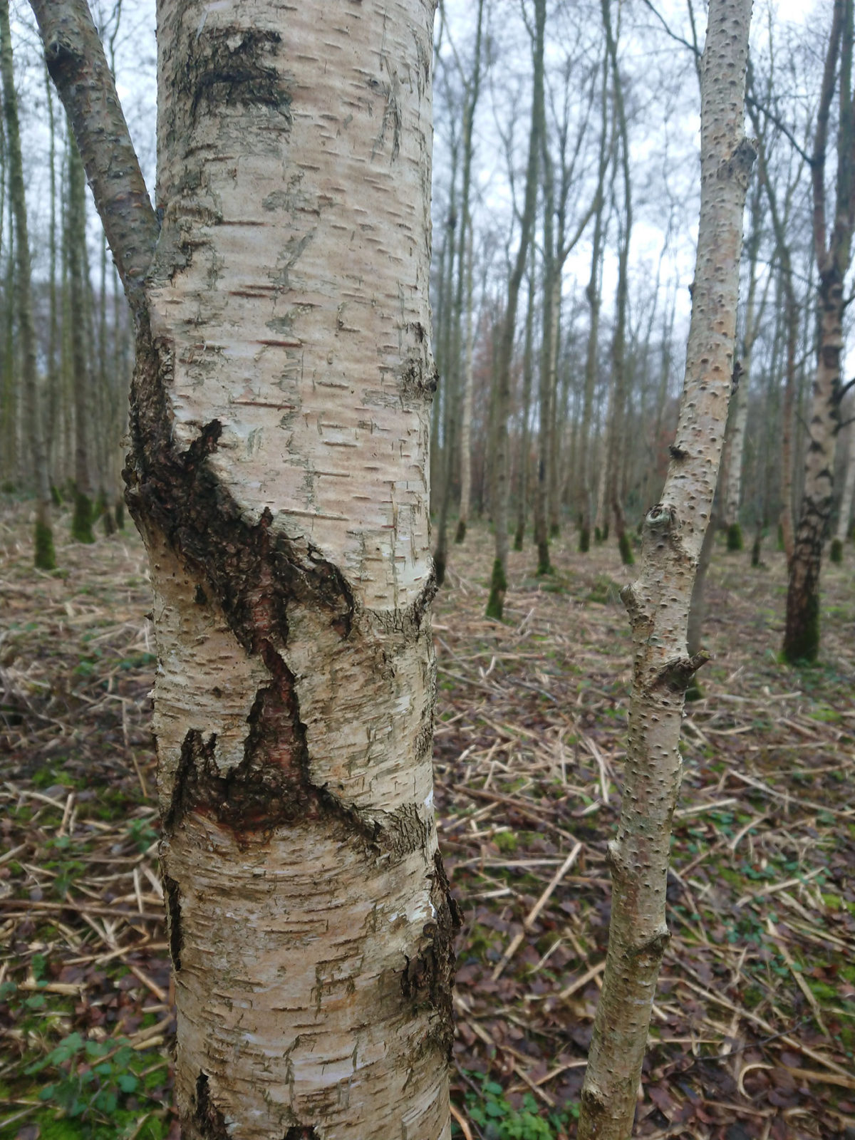 WELLBEING | A Group Meditation & Walk In Manchester With Wild Awake ...